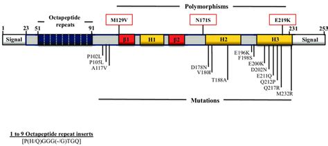 Schematic Representation Of Human Prp Mutations And Polymorphisms The Download Scientific