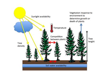 Forest Ecosystem Model
