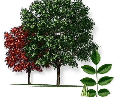 Texas Ash Tree Cross Timbers Urban Forestry Council