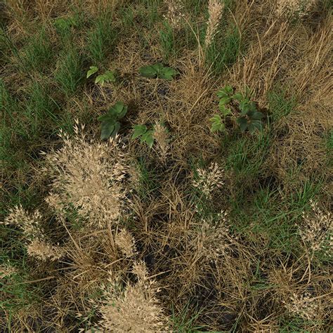 Dry Bent Grass Meadow Patch 3d Model