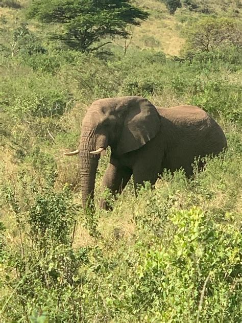 Tripadvisor Hluhluwe Imfolozi Big 5 Reservetag Safari Von Durban Zur