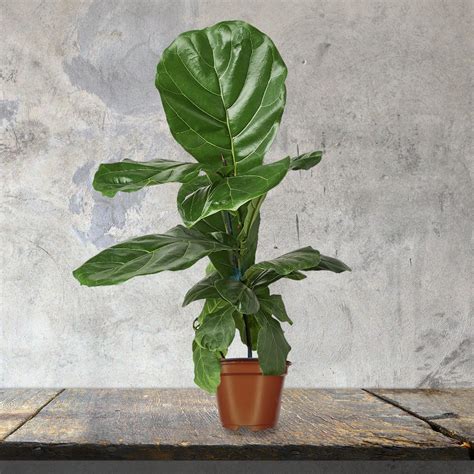 Ficus Lyrata Leaf