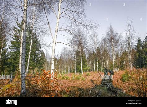A Natural Landscape Of A Forest With Trees Of Different Types And Dry