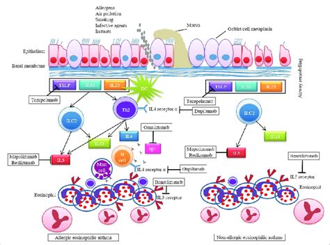 Type 2 Inflammation Pathways And Biologicals Targeting These Pathways Download Scientific