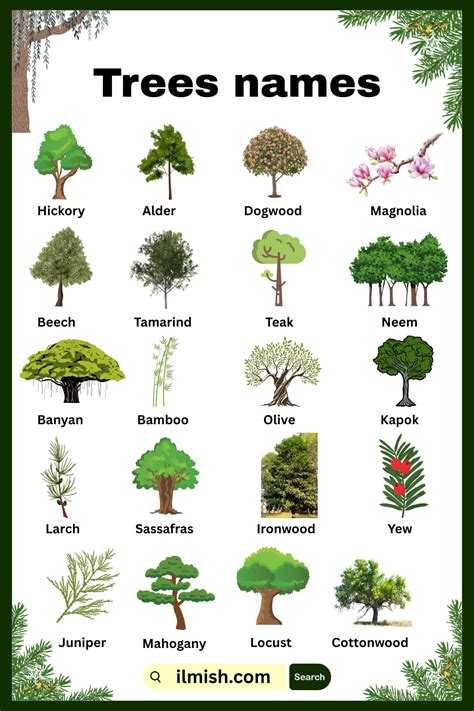 80 Trees Names In English And Their Pictures Trees Name In English