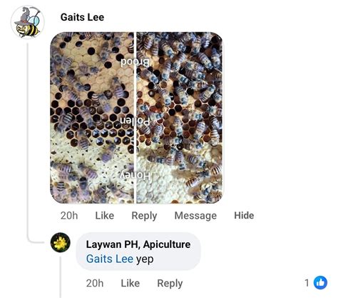 Laywan Hindi Dapat Na Ang Honey Pots Ipi Pwesto Sa Path Na Dadaanan Ng Brood Expansion Kasi