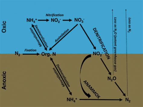 Simplified Representation Of Nitrogen Cycling Processes In Coastal