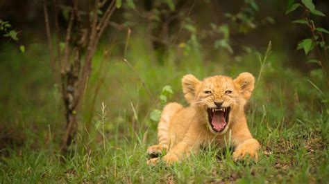 Cute Lion Roar