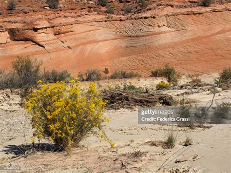 Chamisa Flowers Along Alvey Wash Near Big Horn Slot Canyon Grand