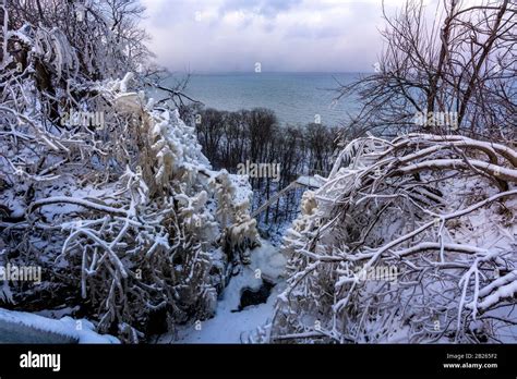 Ice Cover On Trees Stock Photo Alamy