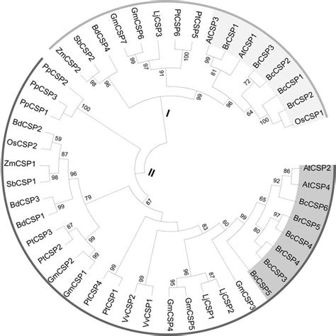 Expansion And Evolution Of Plant Csp Proteins Phylogenetic Tree And