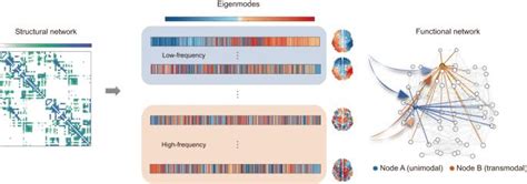 Enhanced Brain Structure Function Tethering In Transmodal Cortex Revealed By High Frequency