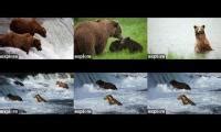 Katmai Bears Watchparty 2023 Youtube Multiplier