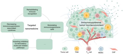 Main Strategies For Remodeling Immunosuppressive Tumor Download