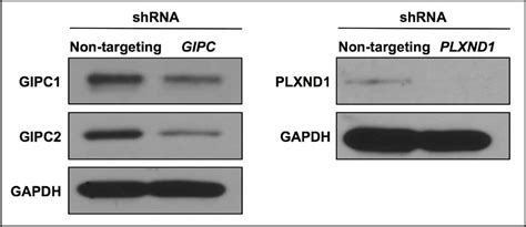 Human Plexin D1 Antibody Mab41601 Randd Systems