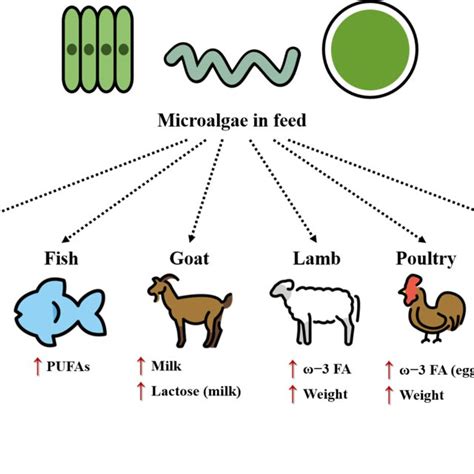 Microalgae Used In The Formulation Of Feed And Their Effect On The