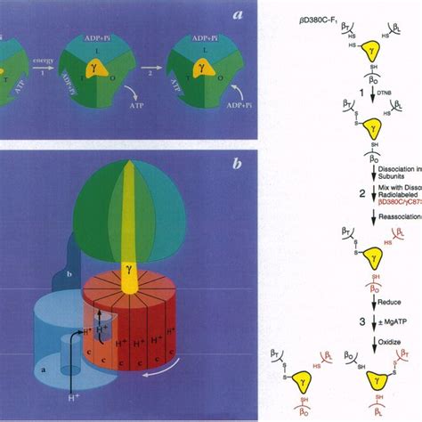 The Binding Change Mechanism A View From The Top Of F1 In Step 1 Download Scientific