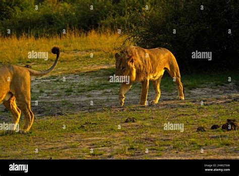 Two Young Male Lions In The Wild African Savanna Play Fighting Stock