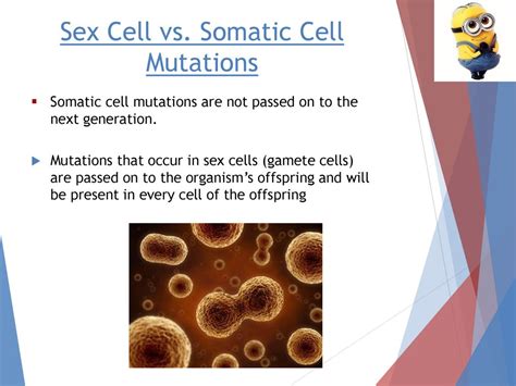 Do Now How Do You Think Proteins Are Made In Our Bodies Ppt Download