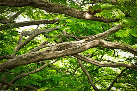 Super Green Power India Planted Millions Of Trees In Hours Rickshaw Challenge