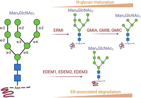 Gh47 Class I Inverting α D Mannosidase Is Composed Of Seven Enzymes Download Scientific
