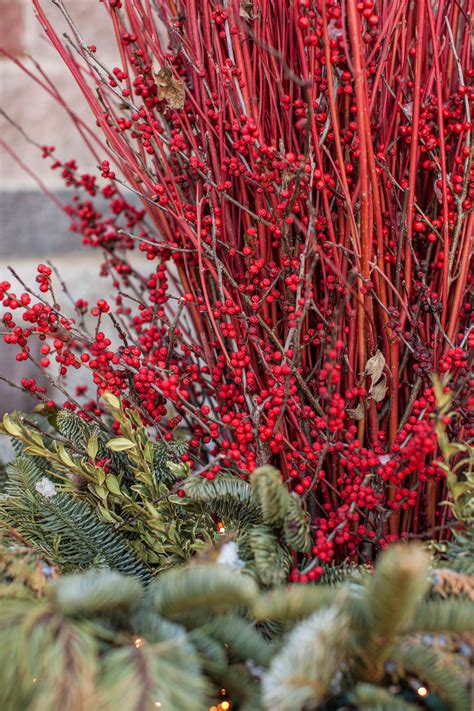 13 Plants To Forage For Fresh Natural Holiday Decor