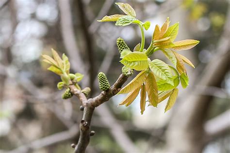 კაკლის ხე Juglans ალერგოლოგიური პროგნოზი Vidal Ge