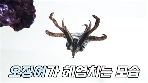 꼴뚜기 왕자 흰꼴뚜기 무늬오징어 를 3개월 키워보니 사냥 헤엄 먹물 까지 외계생물이 확실합니다 Youtube