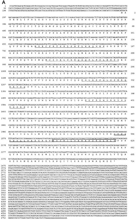 Sequence Of Rat Skeletal Muscle Eef 2k Cdna And Deduced Amino Acid Download Scientific Diagram