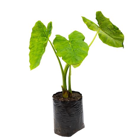 Mafafa Vivero Tierranegra