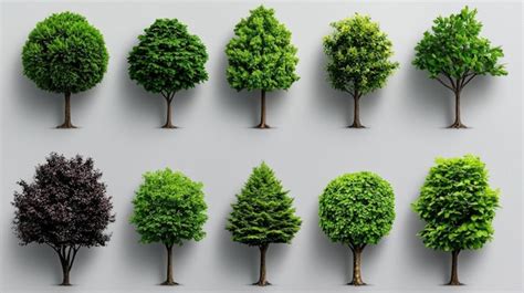 9 A Variety Of Tree Forms Displaying The Differences In Foliage Branch