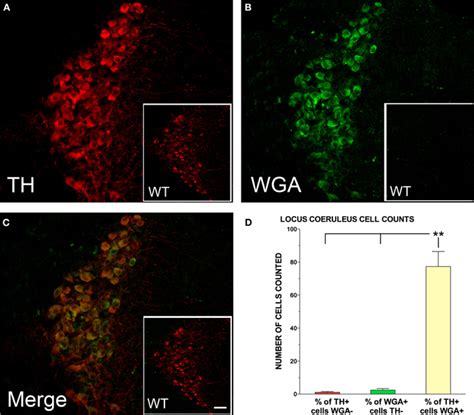 Frontiers Selective Wheat Germ Agglutinin Wga Uptake In The Hippocampus From The Locus