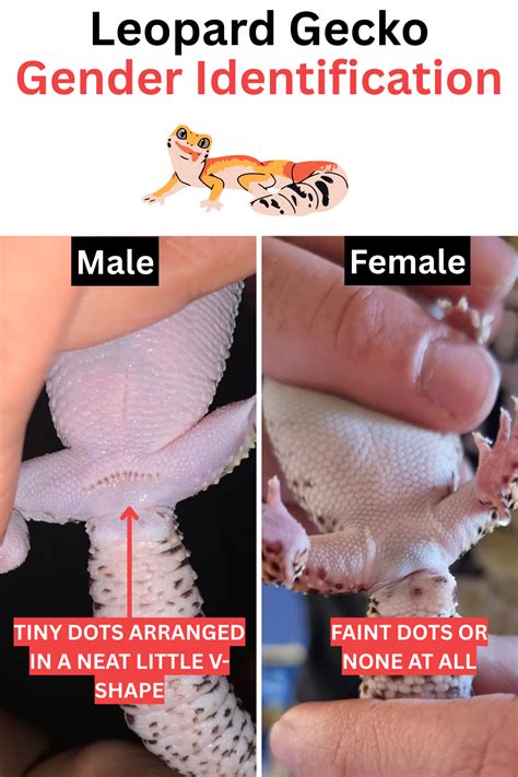How To Tell If Your Leopard Gecko Is Male Or Female Easy Guide In