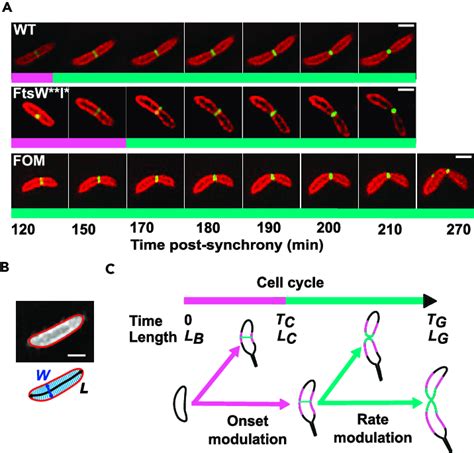 experimental strategy and constriction related models for modulation of