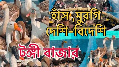 টঙ্গী বাজার হাঁস মুরগির হাট। কম দামে দেশি হাঁস মুরগি কিনুন Youtube