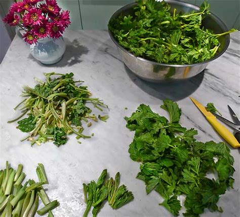 Cow Parsnip Edible All About Cow Photos