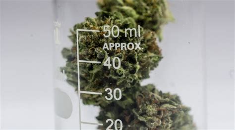 Lab Lab Testing Laboratory Analytical Testing Microbiology Cannabis Testing Stability