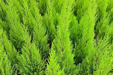 7 Types Of Cypress Trees Background Qualities And Growing Conditions Plantglossary