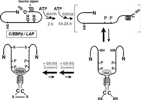 Effect Of Phosphorylation And Dimerization Induced Conformational