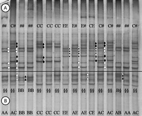 Polymerase Chain Reaction Single Strand Conformation Polymorphism Download Scientific Diagram
