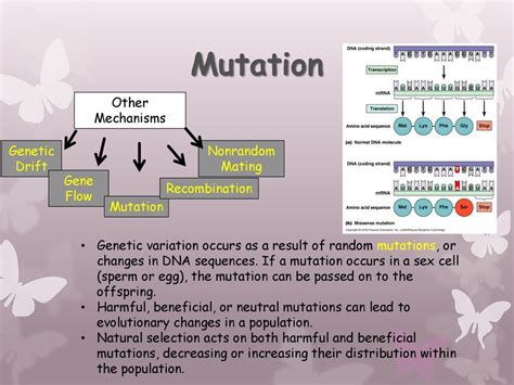 Gene Flow And Genetic Drift