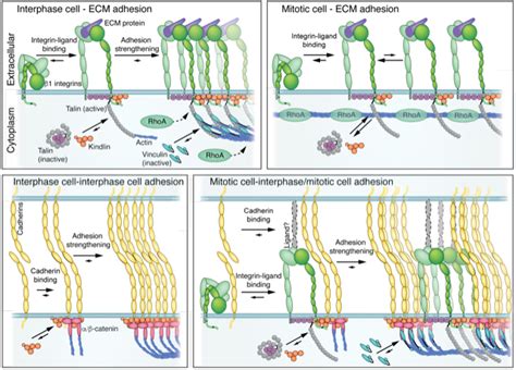 In Mitosis Integrins Reduce Adhesion To Extracellular Matrix And