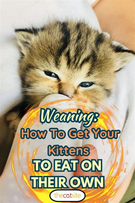 Weaning How To Get Your Kittens To Eat On Their Own