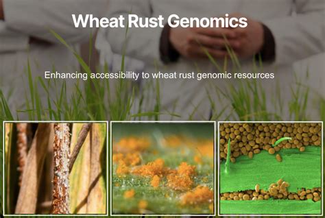 New Wheat Rust Genomics Website Launched ARCHIVE Wheat Org