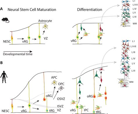 Development And Arealization Of The Cerebral Cortex Pmc