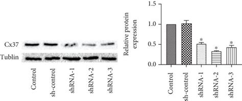 Effect Of Cx37 Silencing Expression On Physiological Function Of Download Scientific Diagram