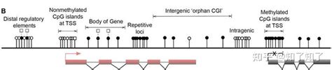 一文读懂：十大dna甲基化研究核心问题 知乎