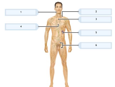 Lymphatic System Diagram Quizlet