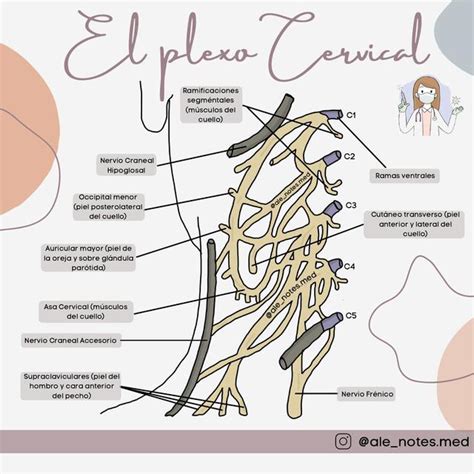 Plexo Cervical Udocz