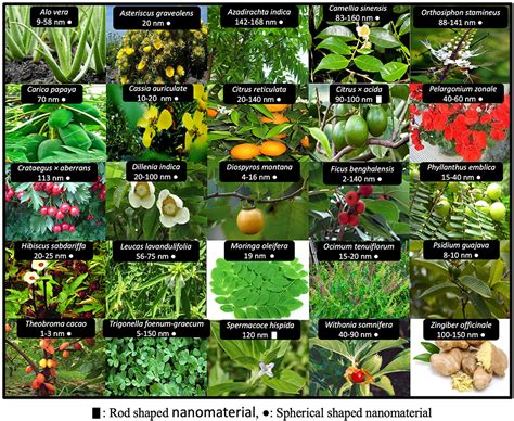 Biomedical Potential Of Plant Based Selenium Nanoparticles A Comprehe Ijn